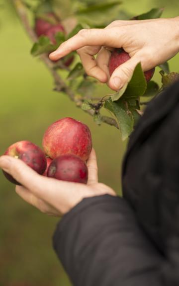 Breton Cider & Apple Juice | Brittany tourism