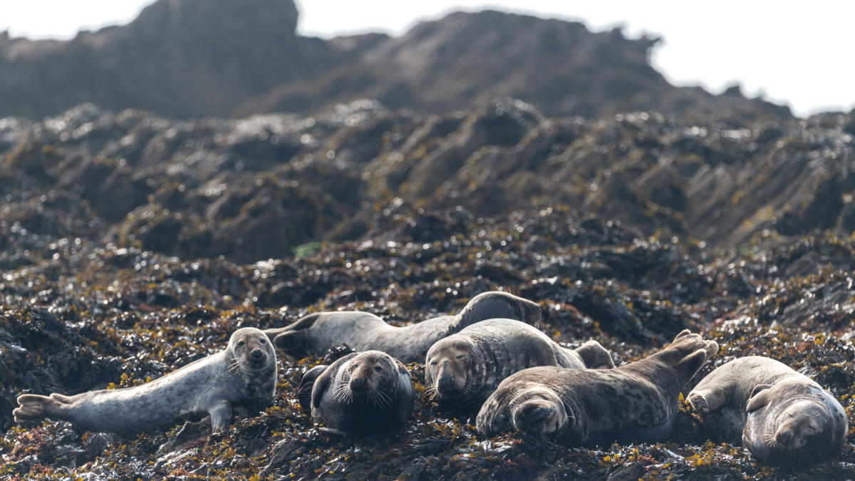 Explore the many beautiful sites of the Molène archipelago | Brittany ...