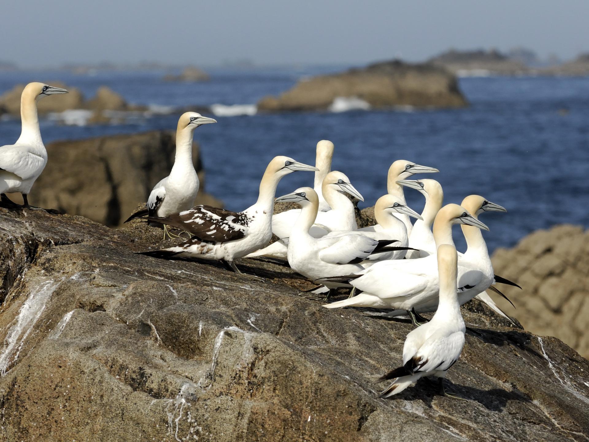 The Sept-Iles archipelago | Brittany tourism