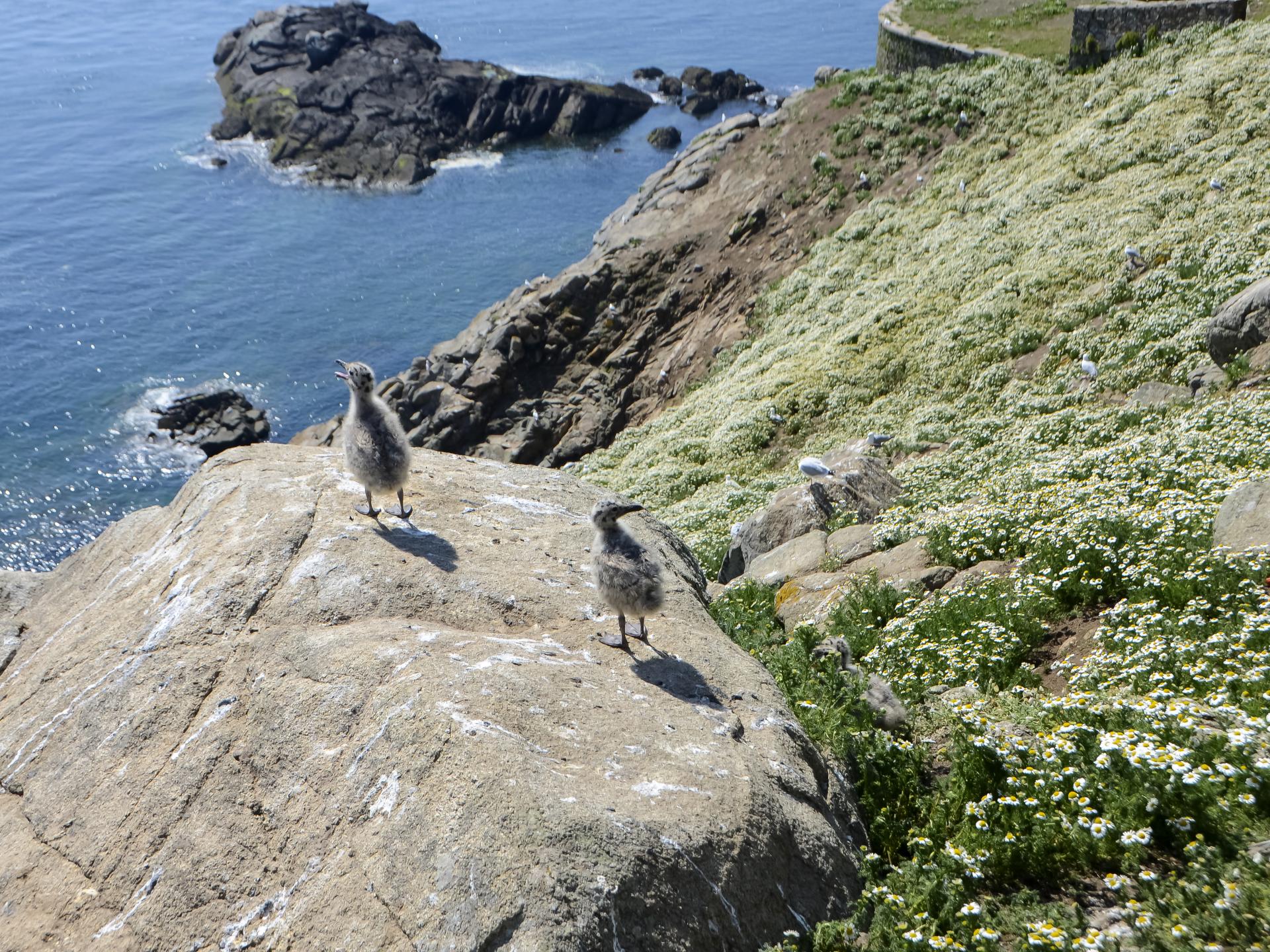 Brittany’s islands | Brittany tourism