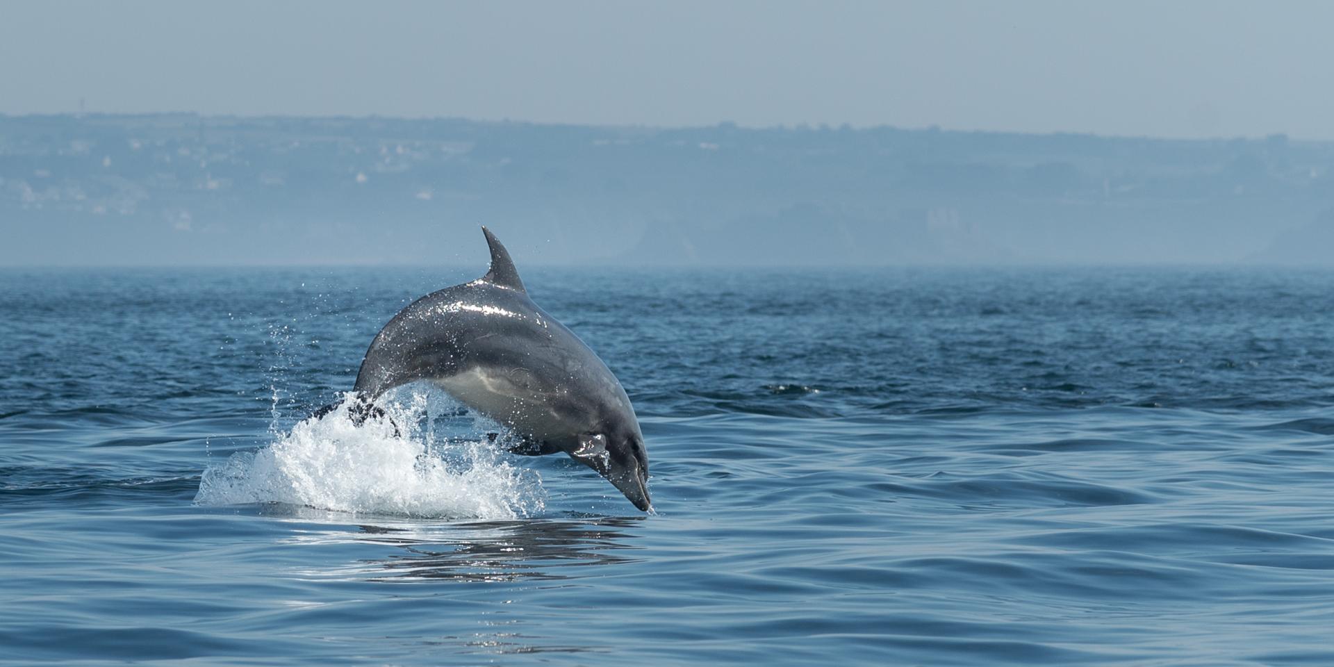 Zes zeedieren om te zien in Bretagne | Tourisme Bretagne