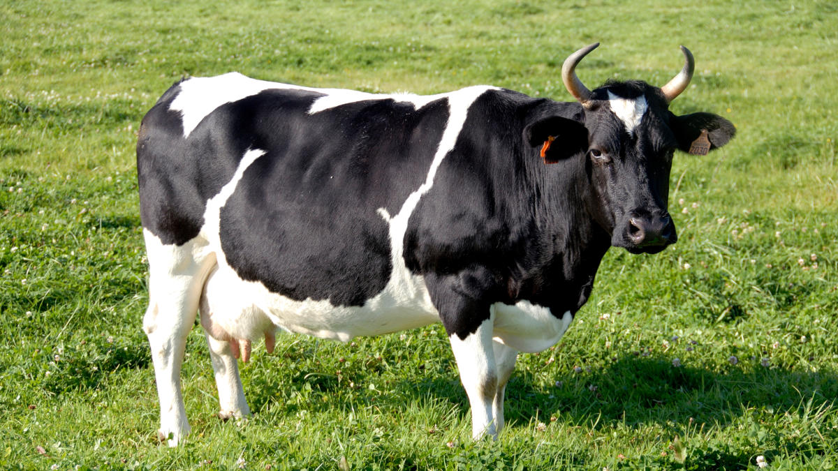 Breton butter | Brittany tourism