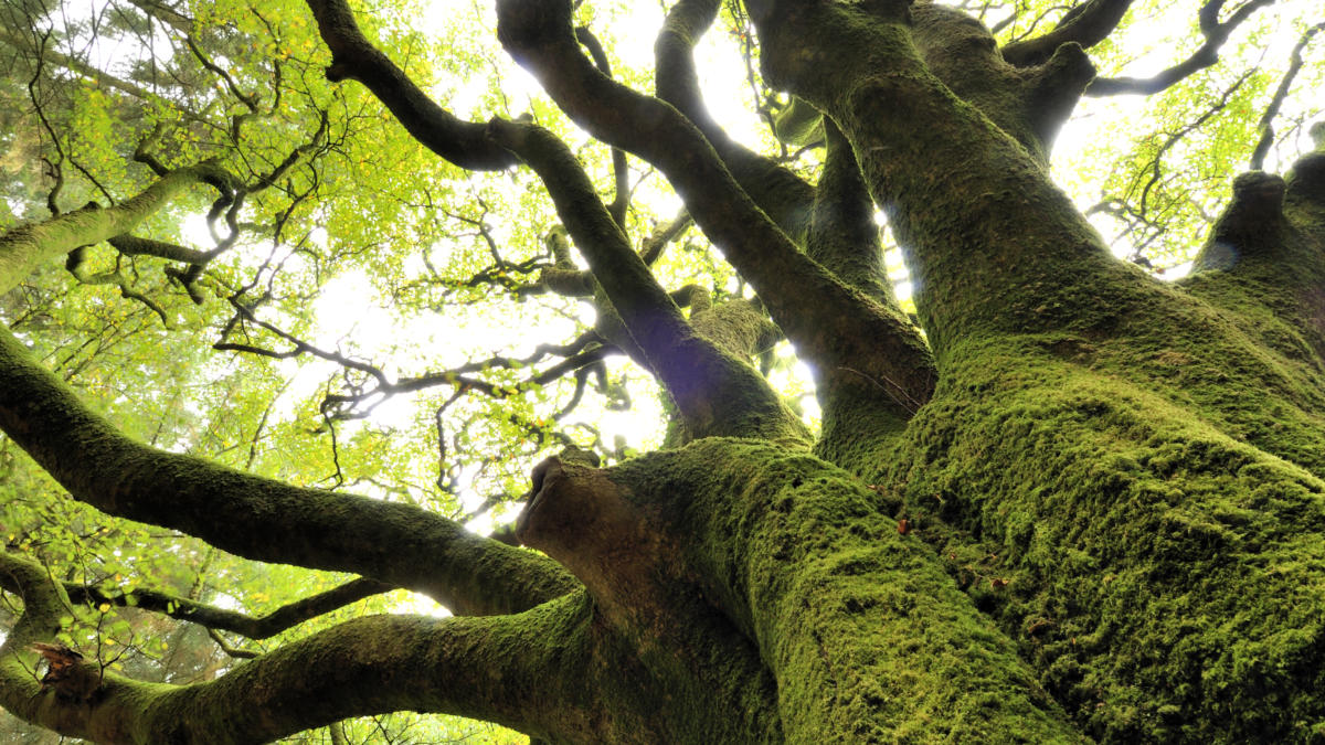 Wanderungen im Wald von Brocéliande | Bretagne Reisen