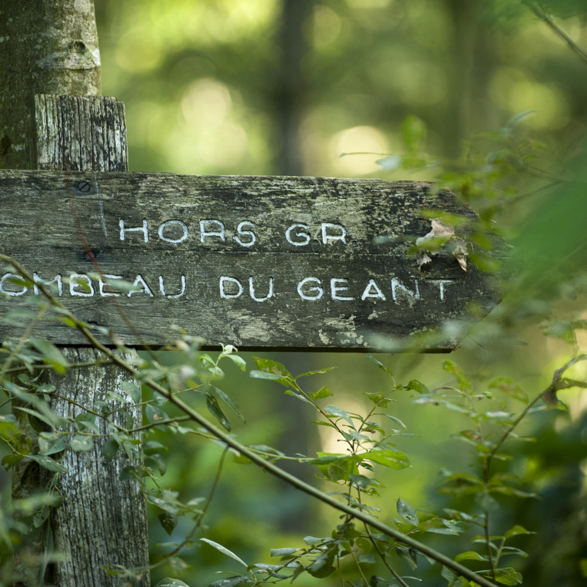 Balades en forêt de Brocéliande | Tourisme Bretagne