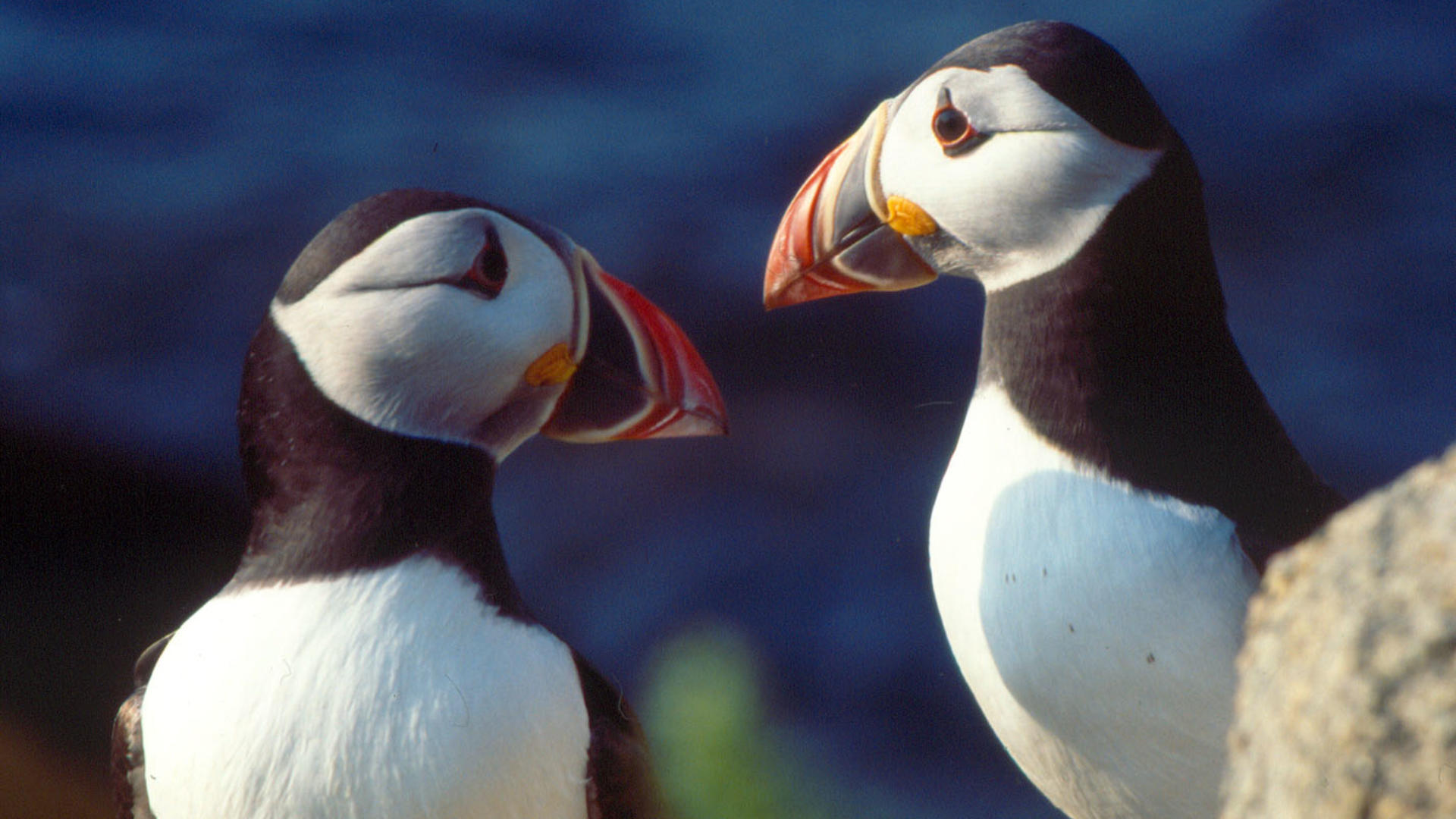Sei specie animali marine da osservare in Bretagna | Tourisme Bretagne