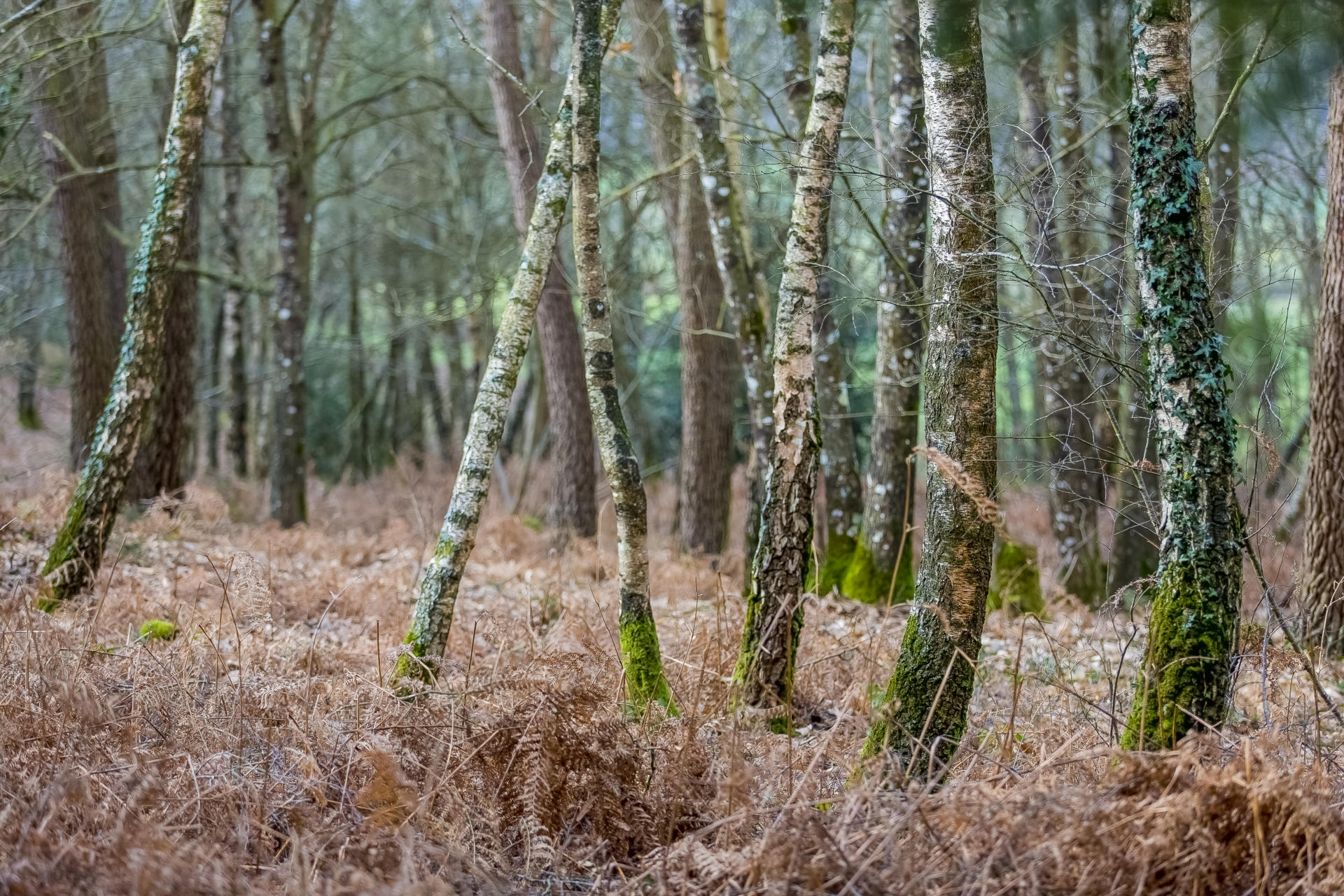 10 idées de balades en forêt | Tourisme Bretagne