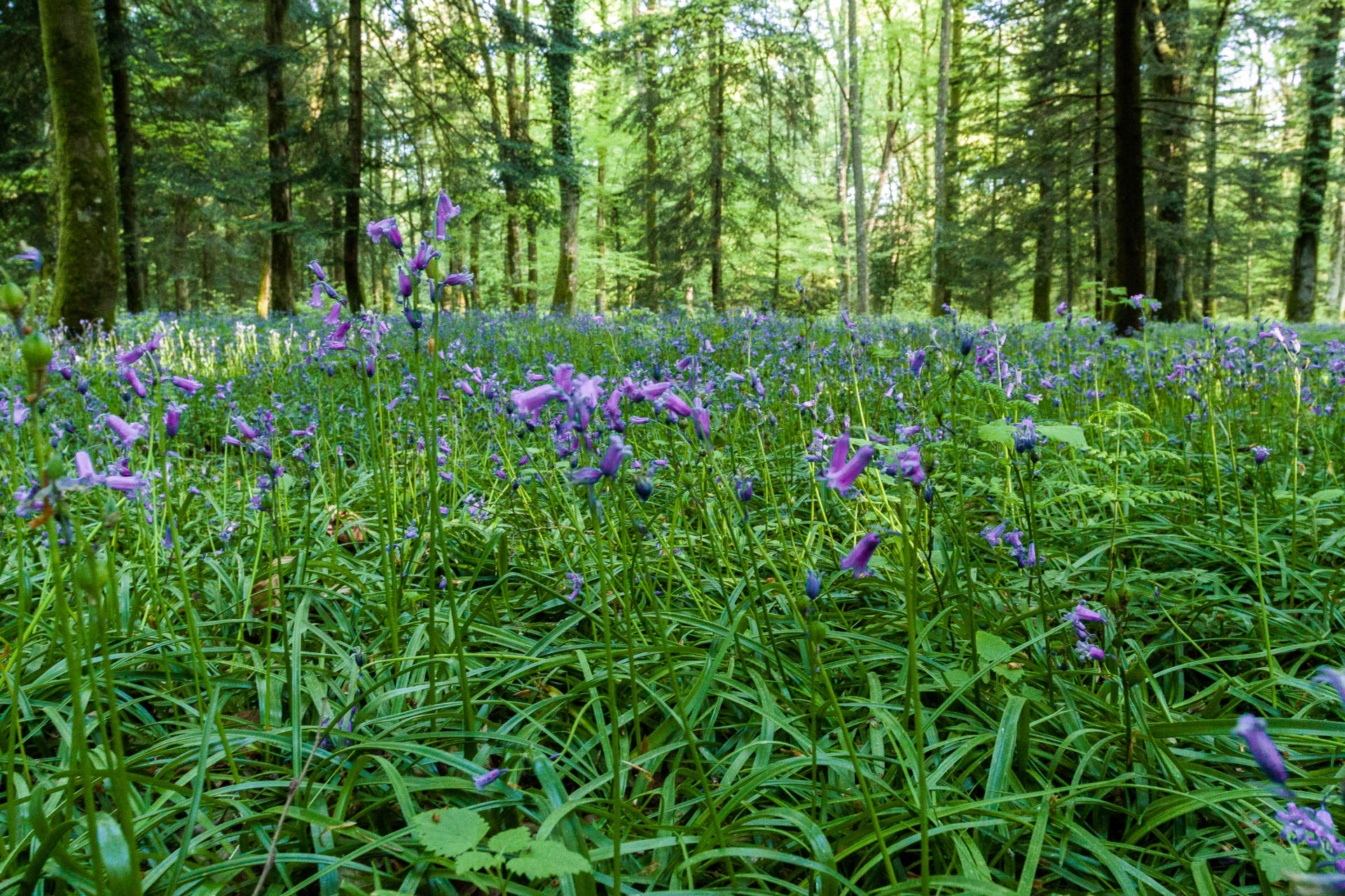 10 tips voor in het bos | Tourisme Bretagne
