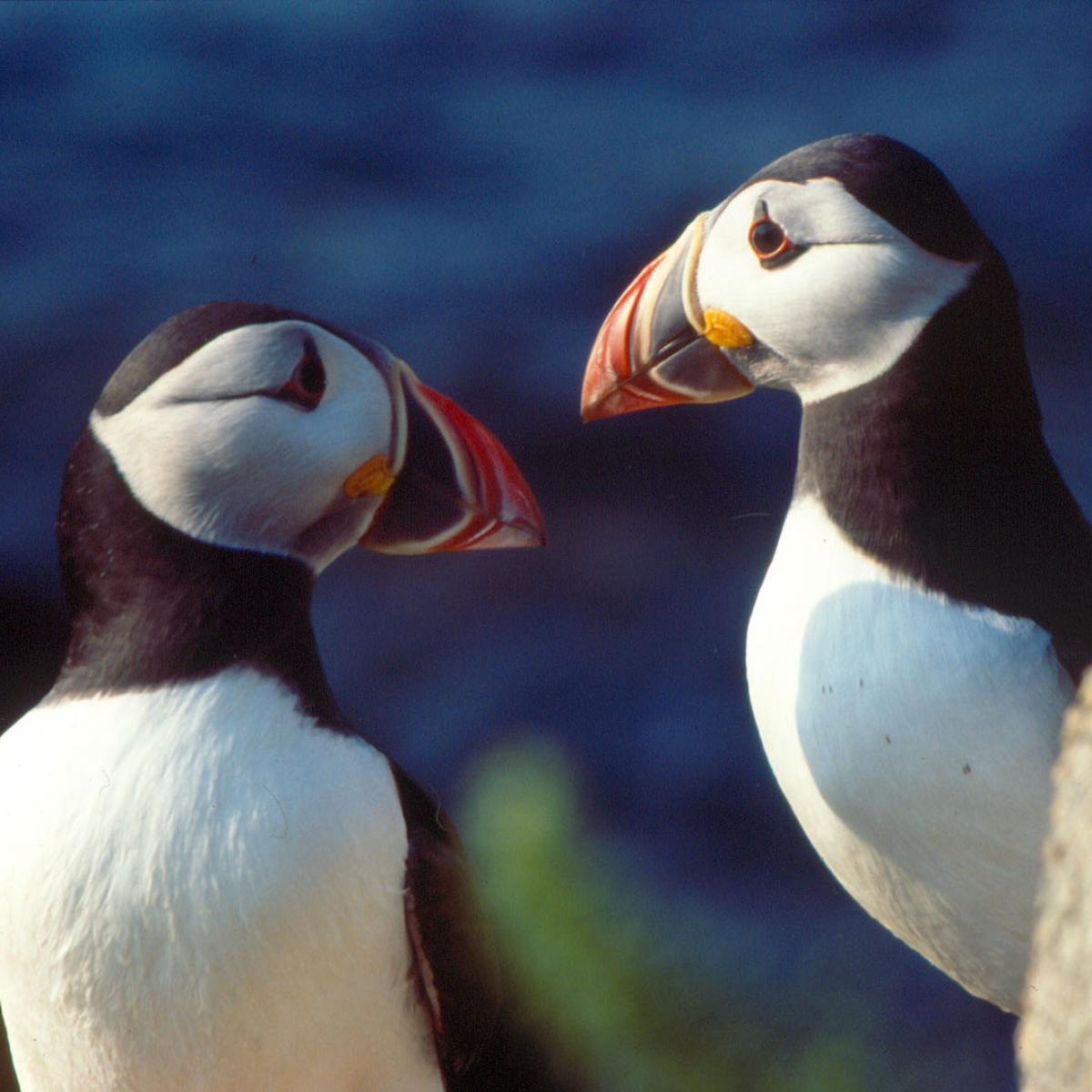 Six marine animal species to observe in Brittany | Brittany tourism