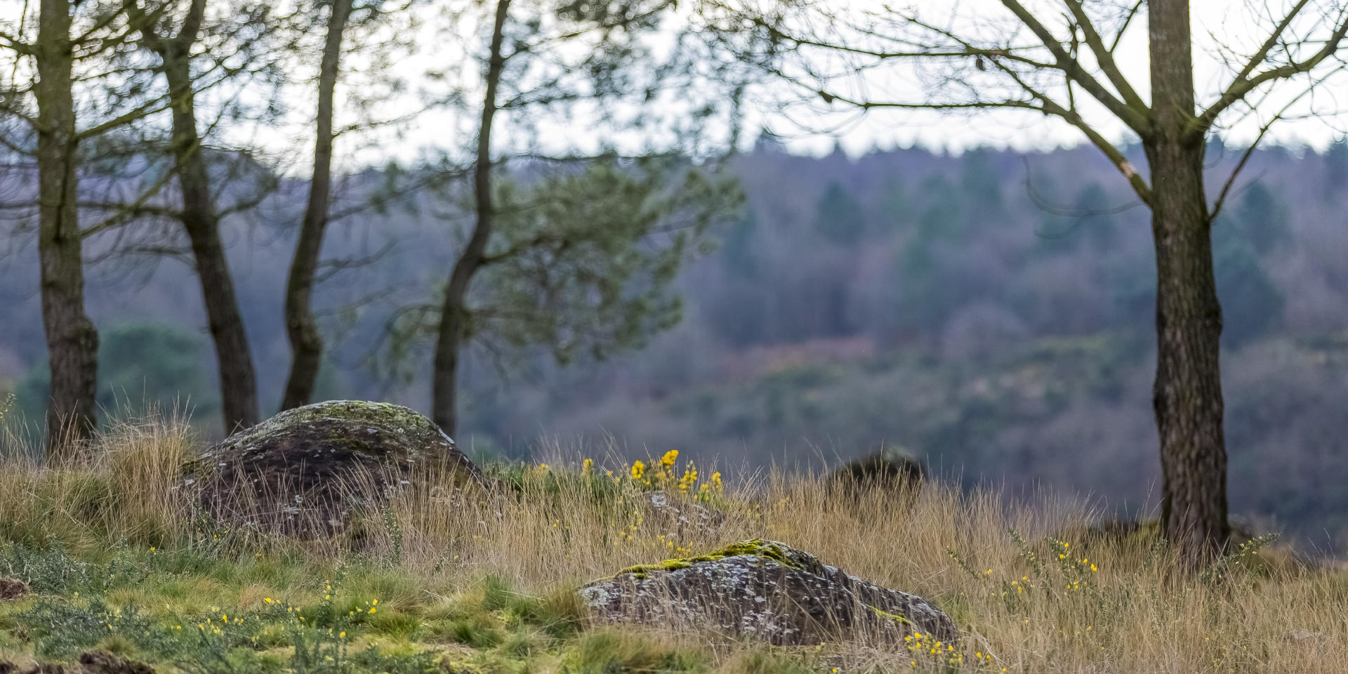 Brocéliande, een en al legenden | Tourisme Bretagne