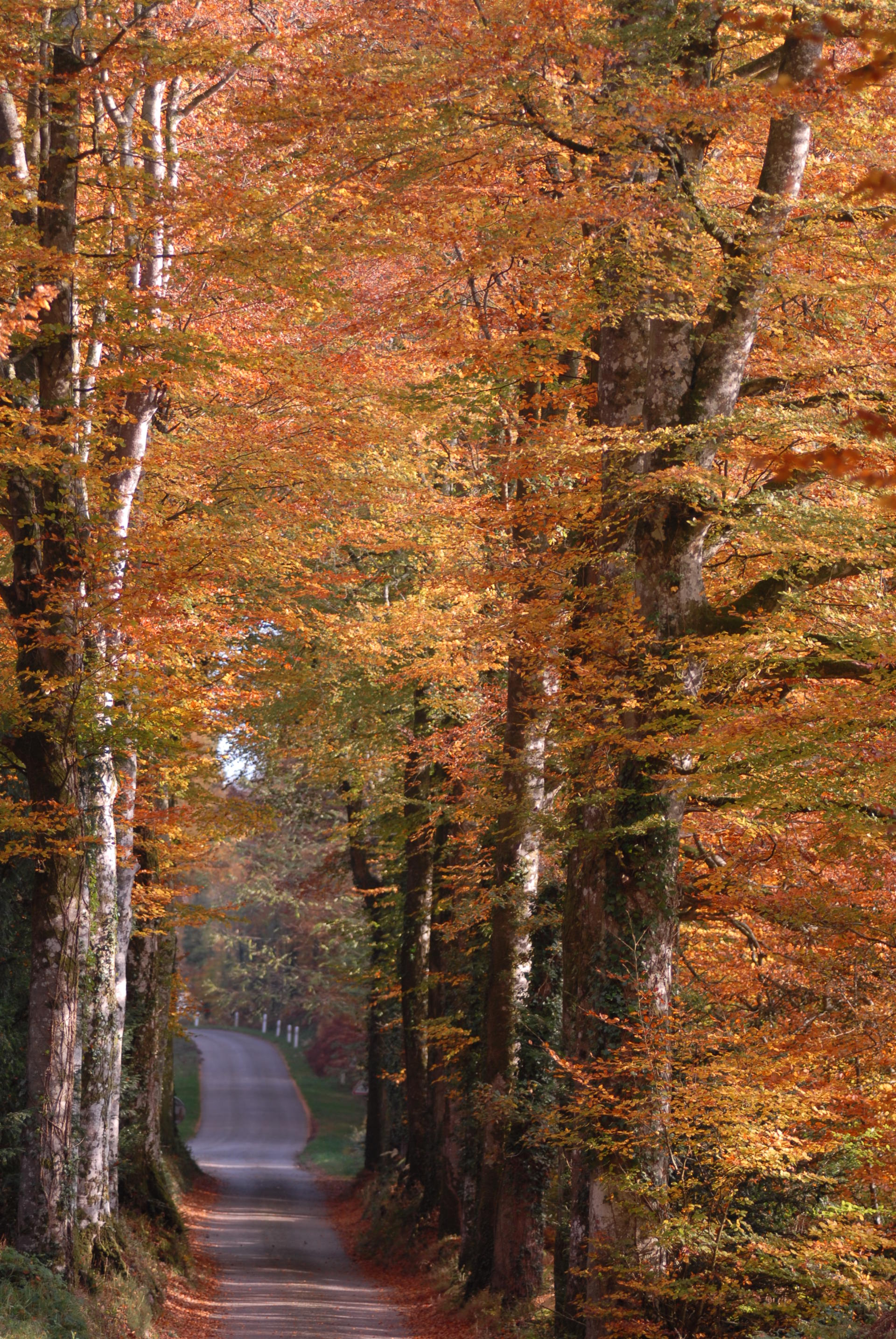 10 great ideas for forest walks | Brittany Tourism