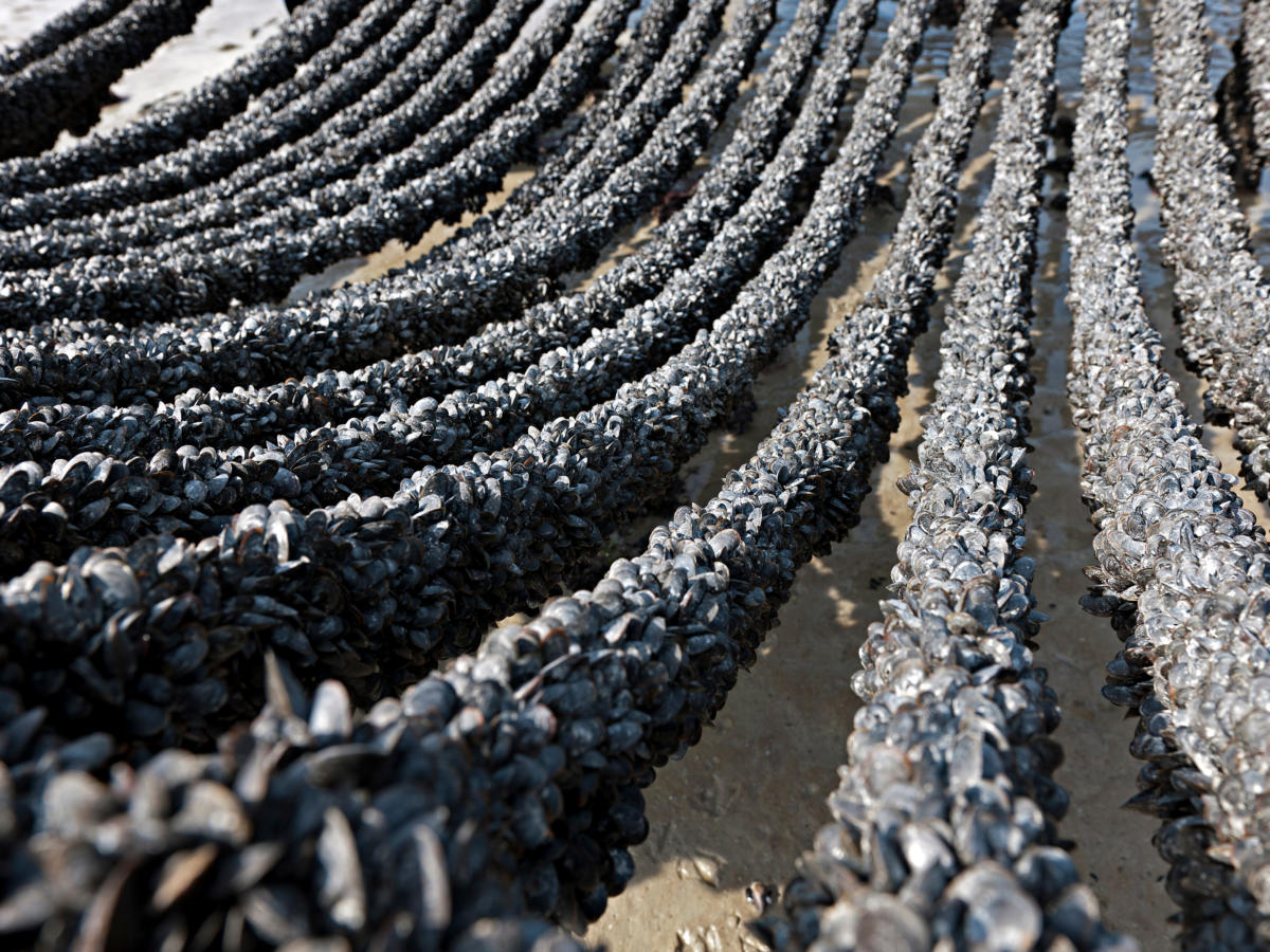 Bouchot mussels | Brittany tourism