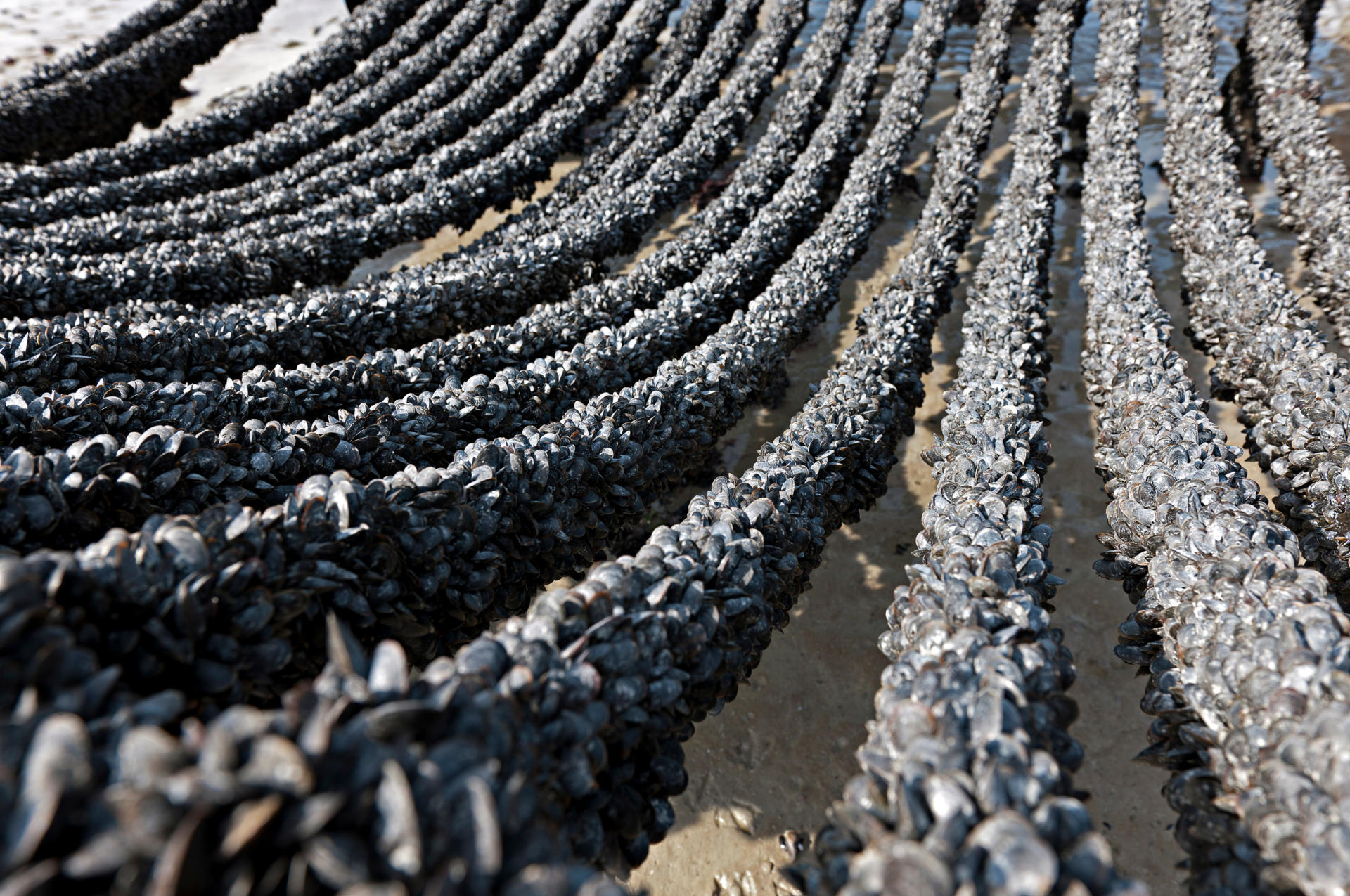 „Moules de bouchot“ – Zuchtmuscheln von den Muschelbänken | Tourisme ...