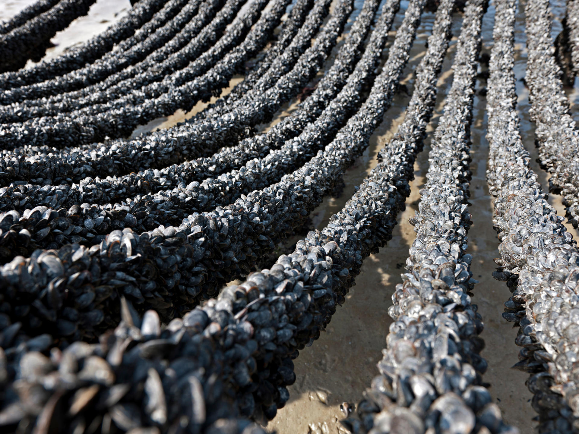 Bouchot mussels | Brittany tourism