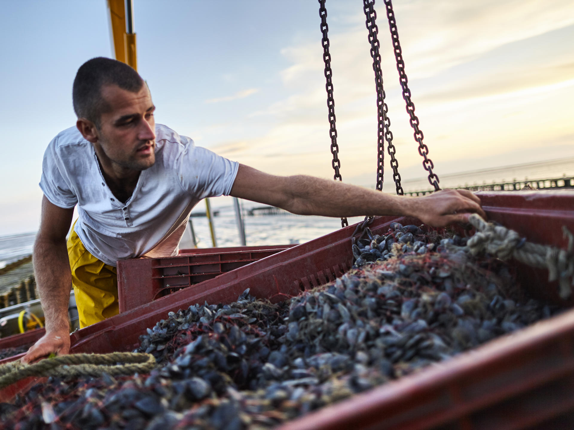 Bouchot mussels | Brittany tourism