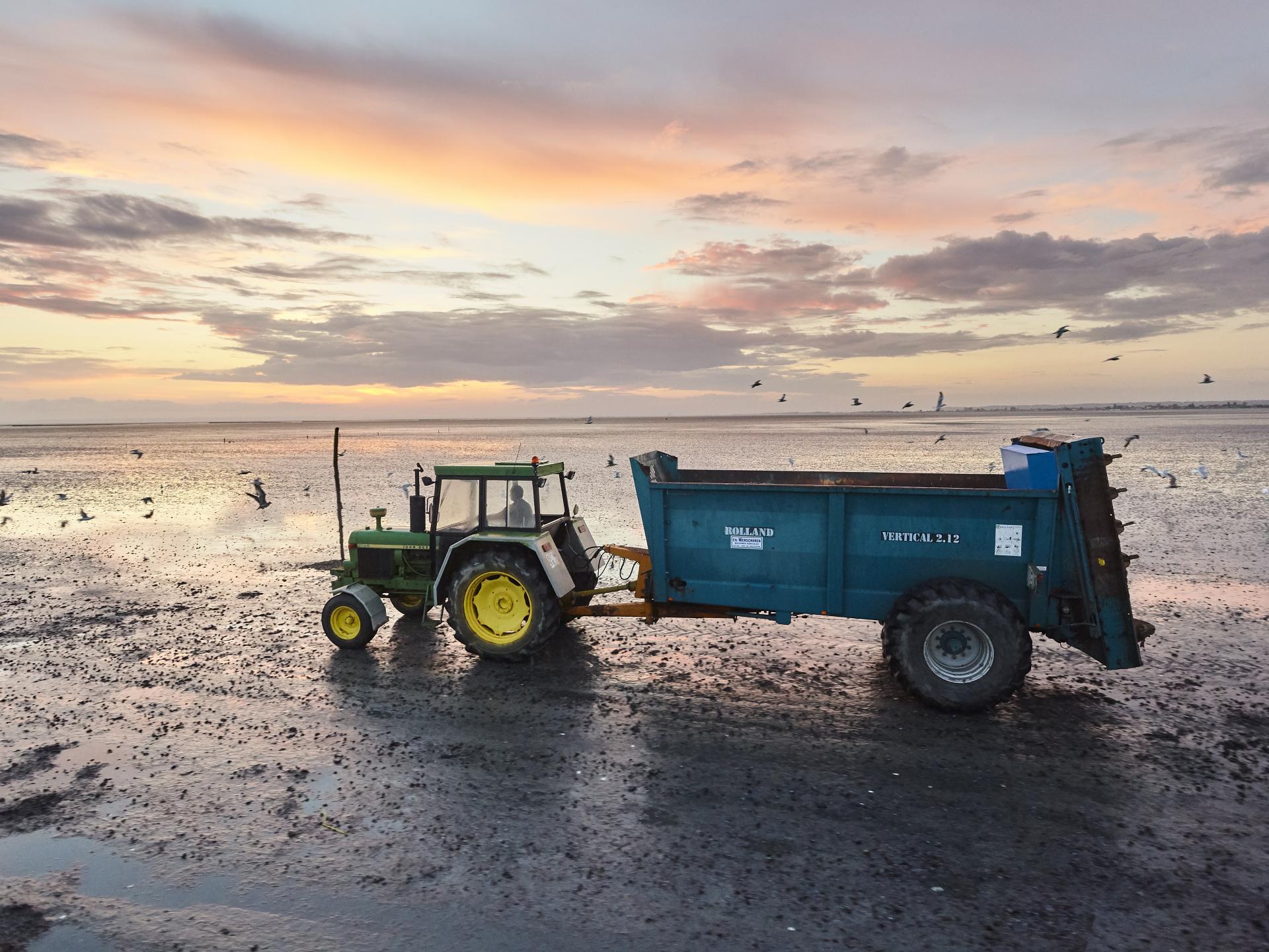 Bouchot mussels | Brittany tourism