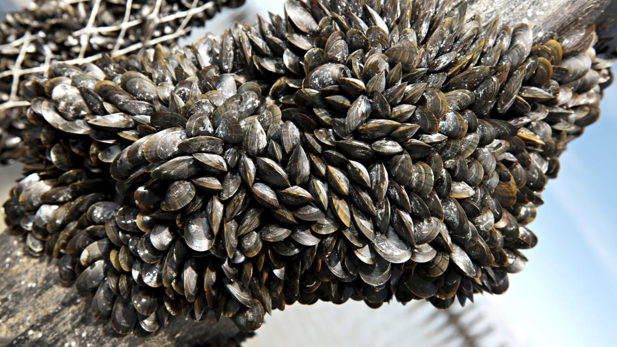 Les moules de bouchot | Tourisme Bretagne