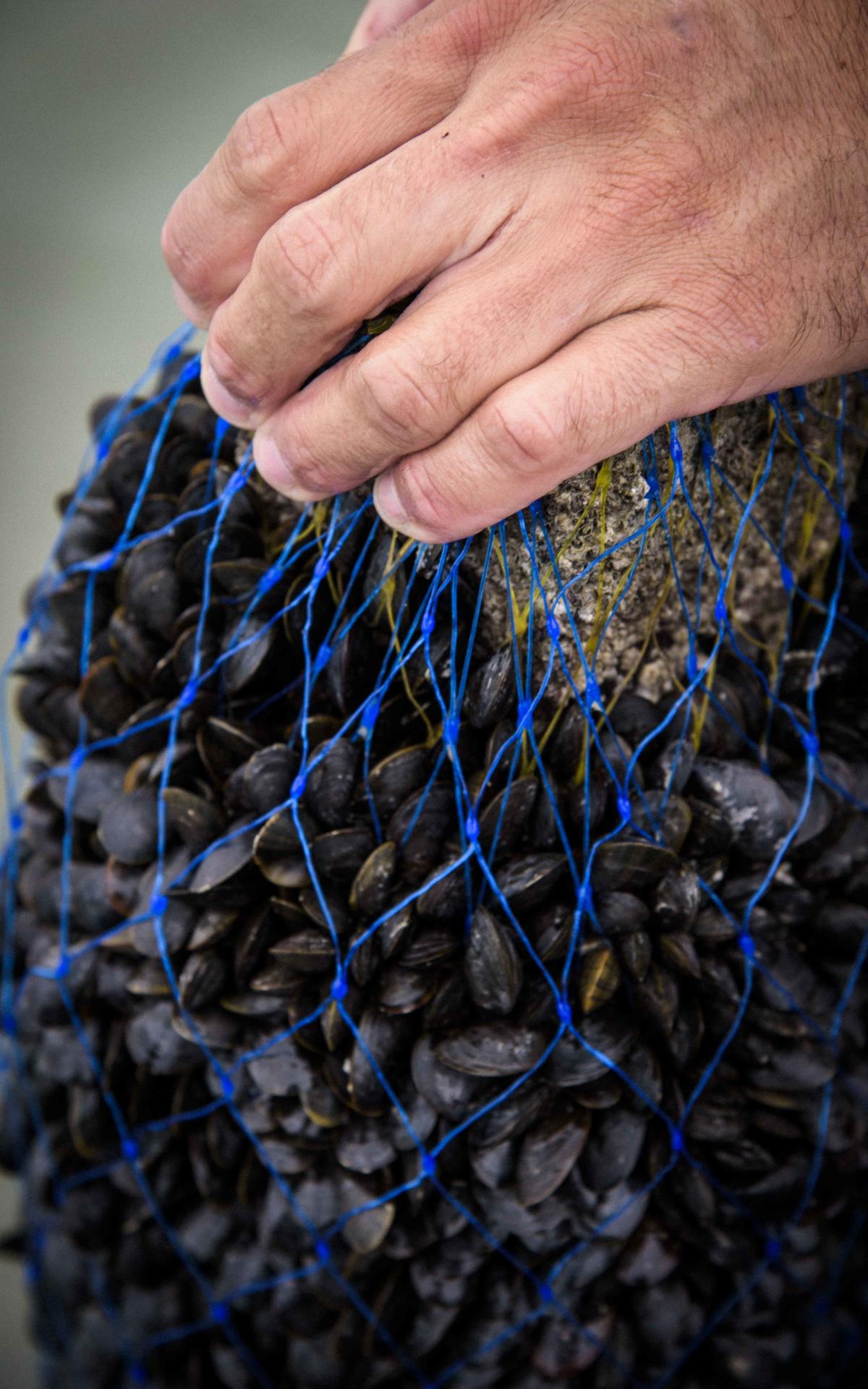 Bouchot mussels | Brittany tourism