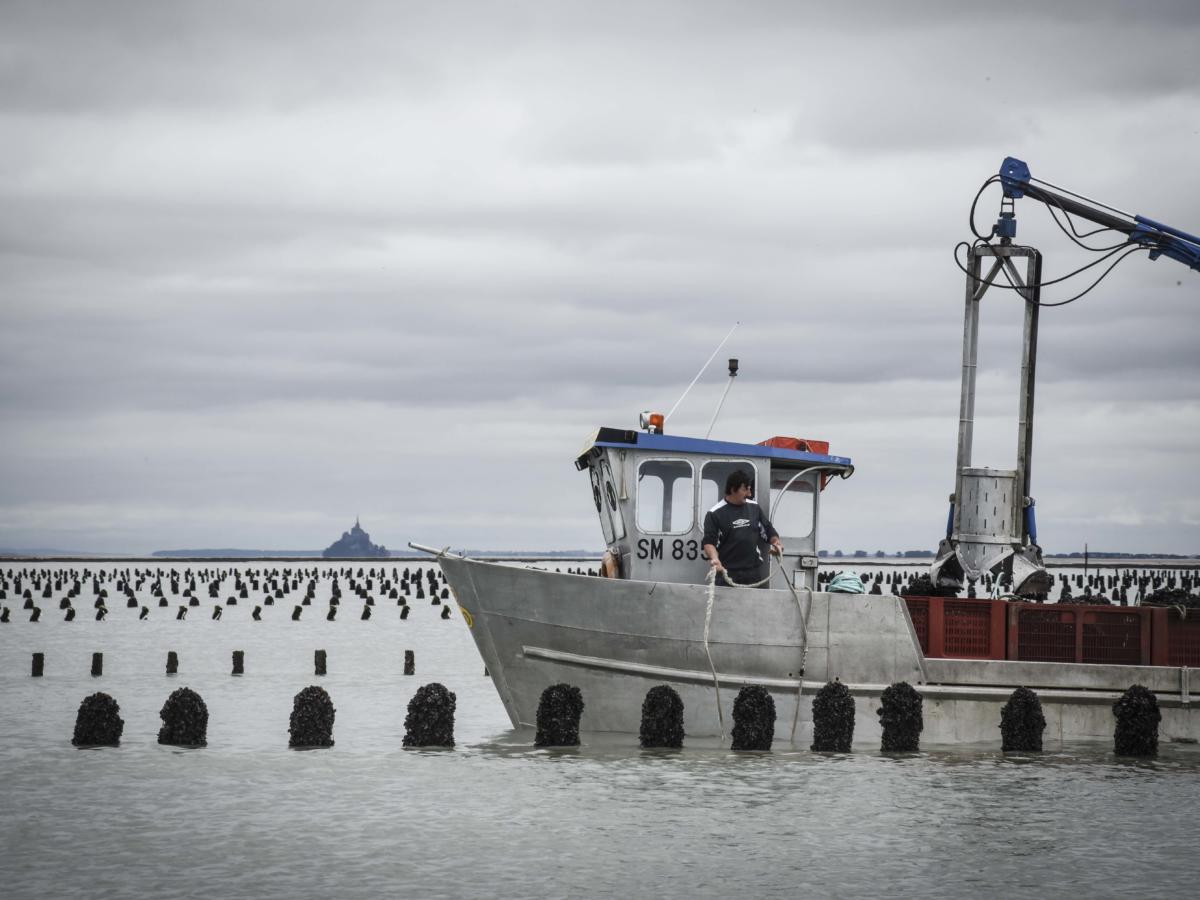 Bouchot mussels | Brittany tourism