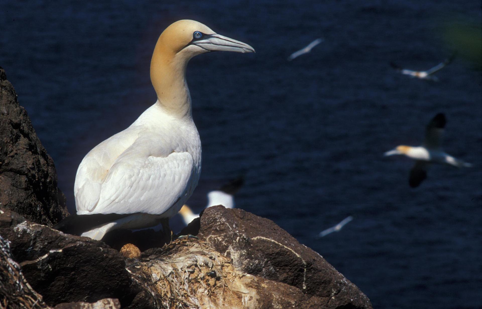 Six marine animal species to observe in Brittany | Brittany tourism