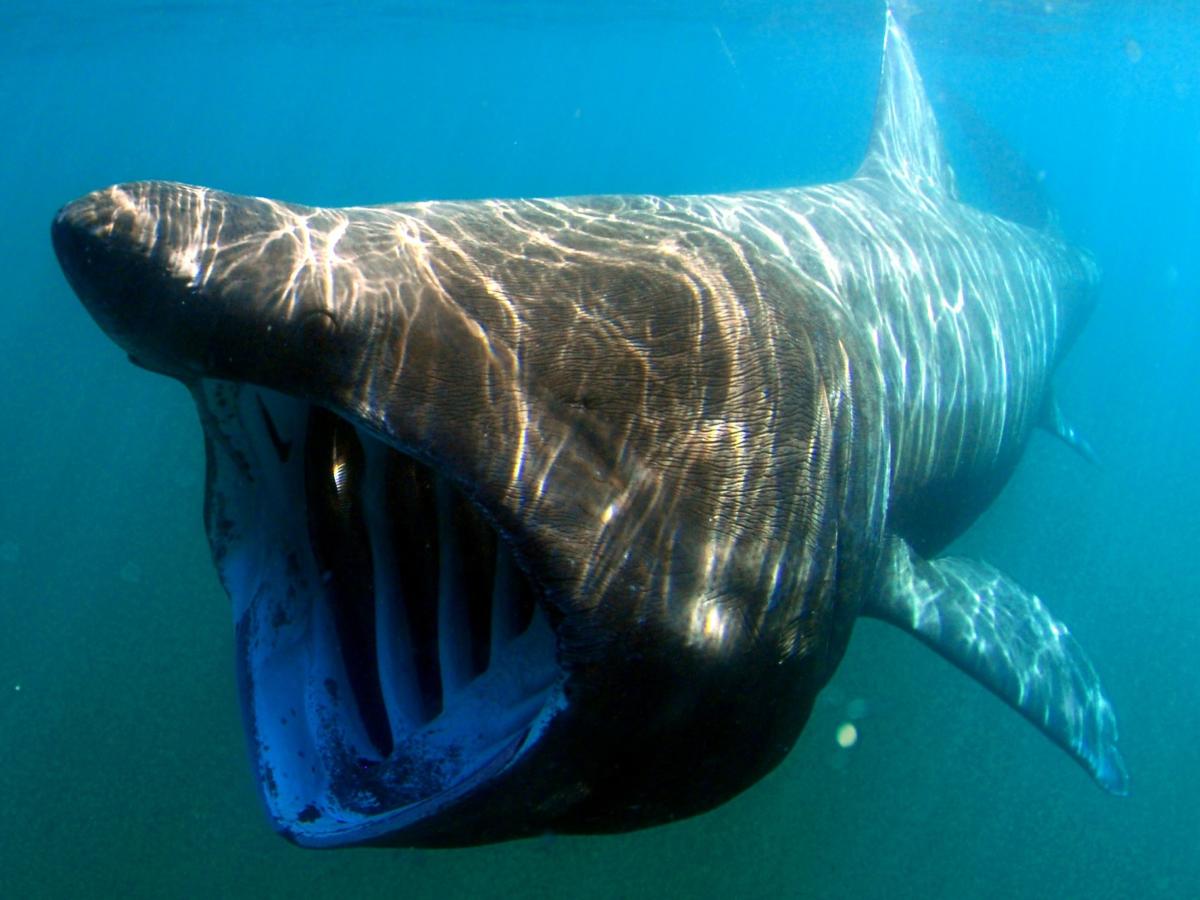 Sei specie animali marine da osservare in Bretagna | Tourisme Bretagne
