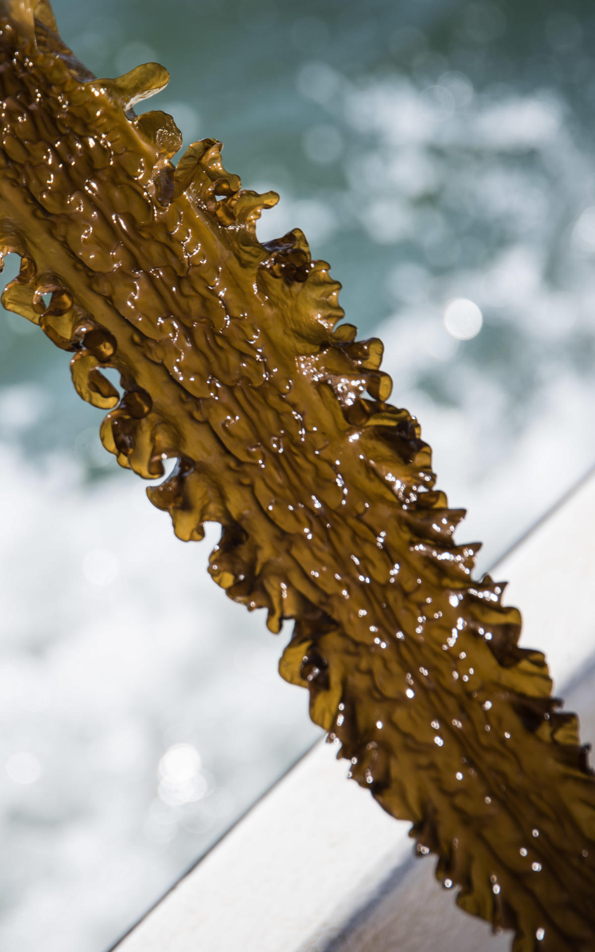 Les algues | Tourisme Bretagne