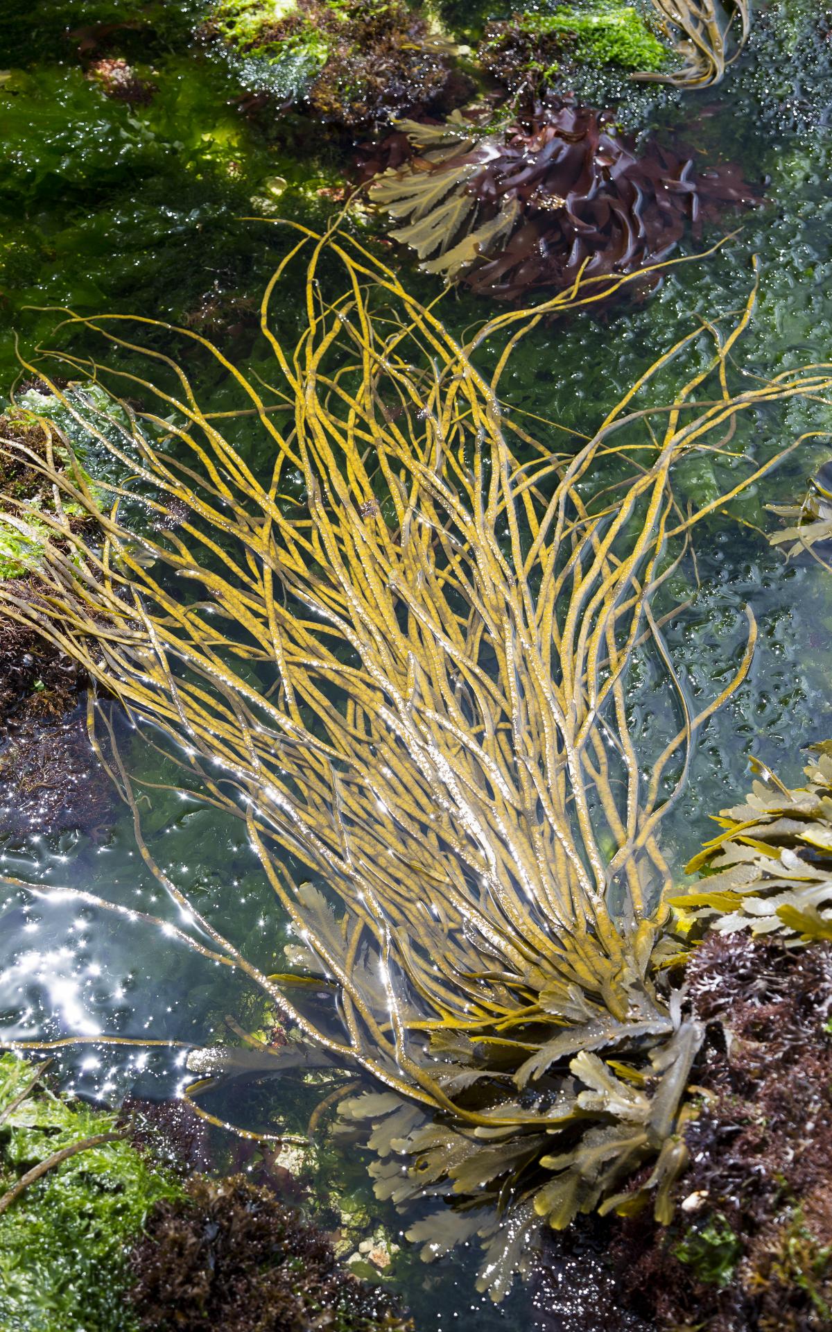 Zeewier in Bretagne | Tourisme Bretagne