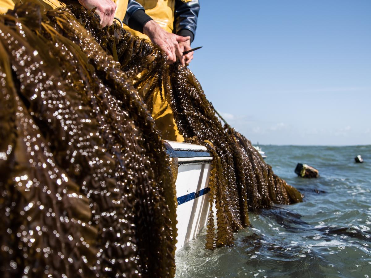 Le alghe della Bretagna | Tourisme Bretagne