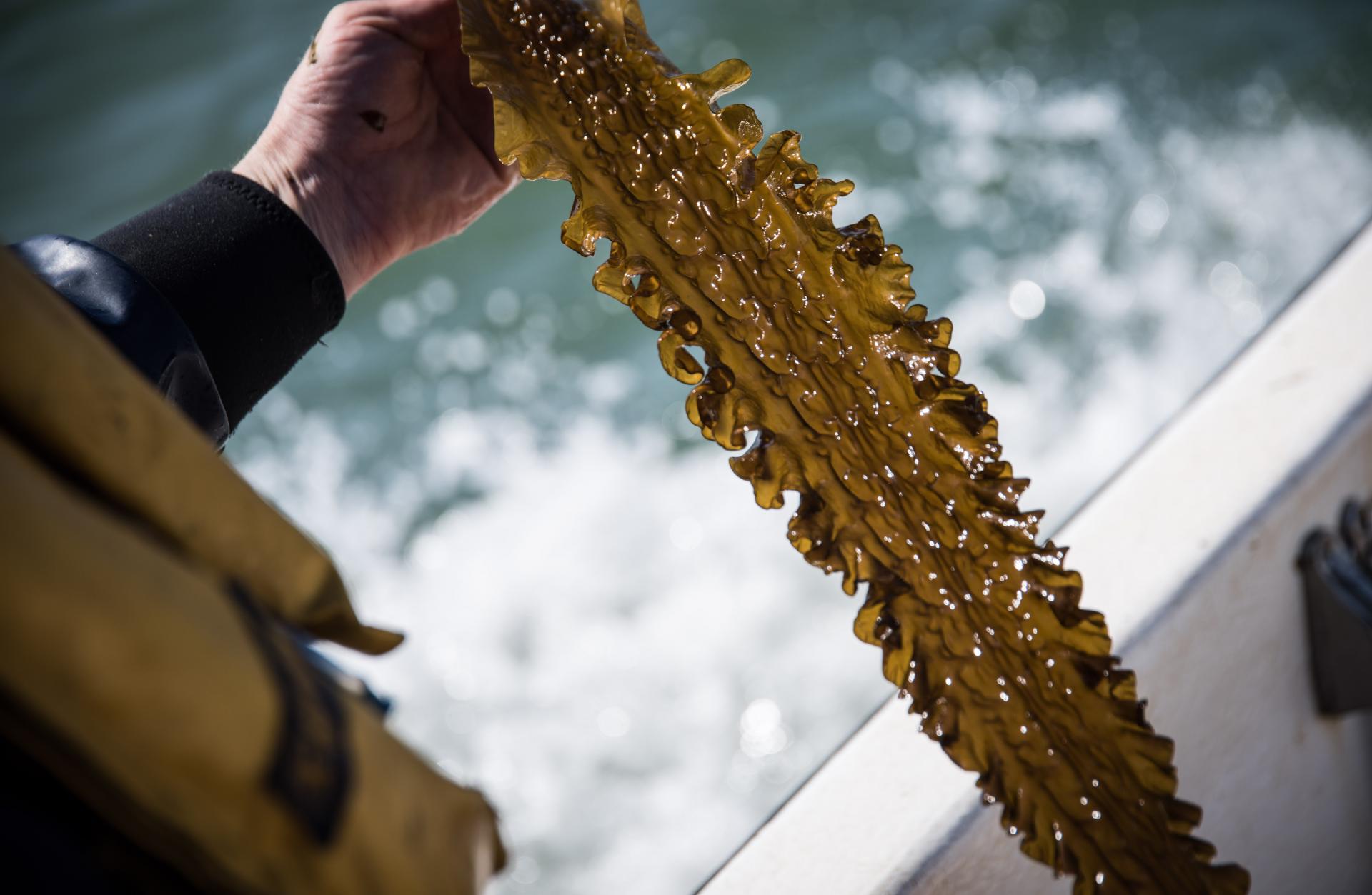 Les algues | Tourisme Bretagne