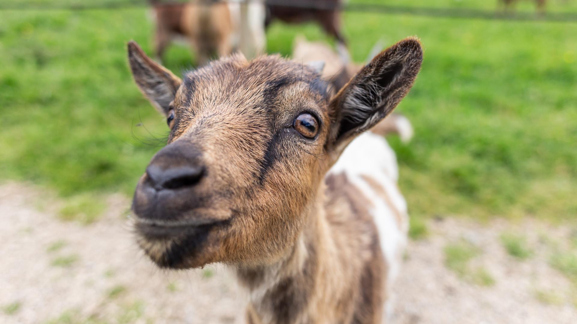 Family farm fun | Brittany tourism