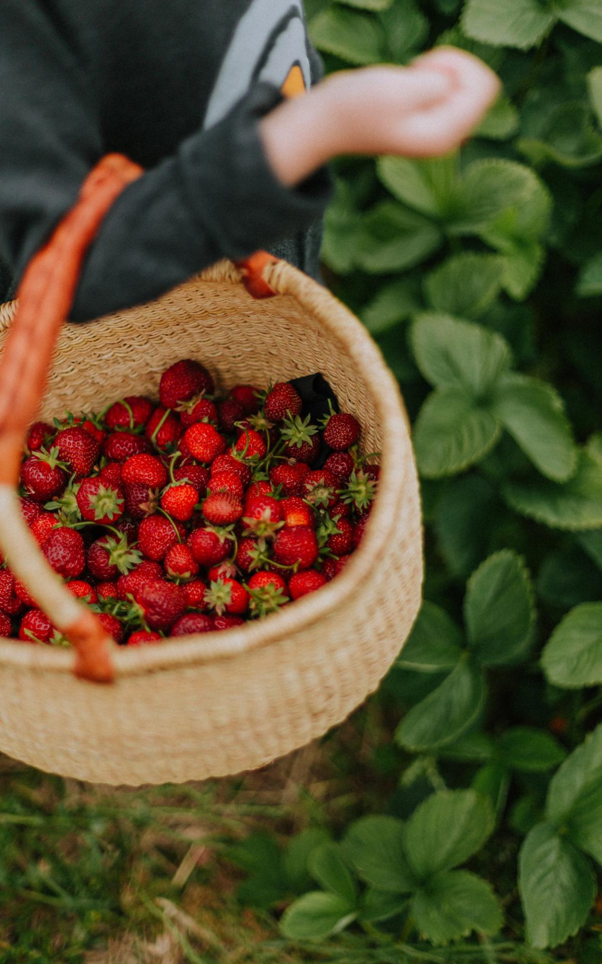 Fraises de Plougastel et d’ailleurs en Bretagne