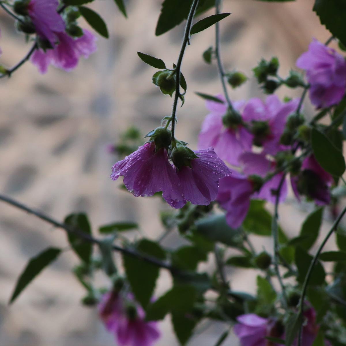 Antrain Val-Couesnon | Tourisme Bretagne
