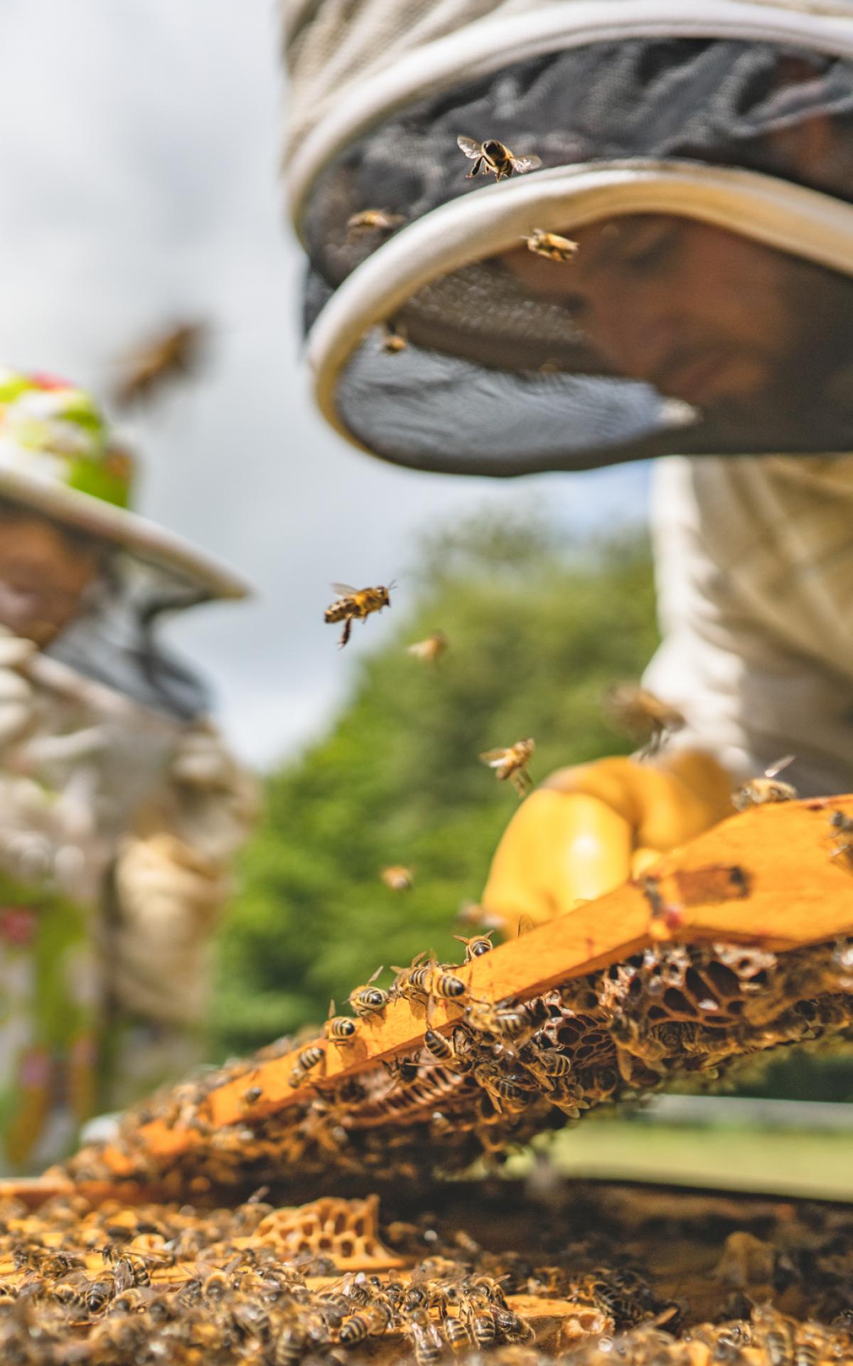Introduction to beekeeping in the heart of Brittany | Brittany tourism